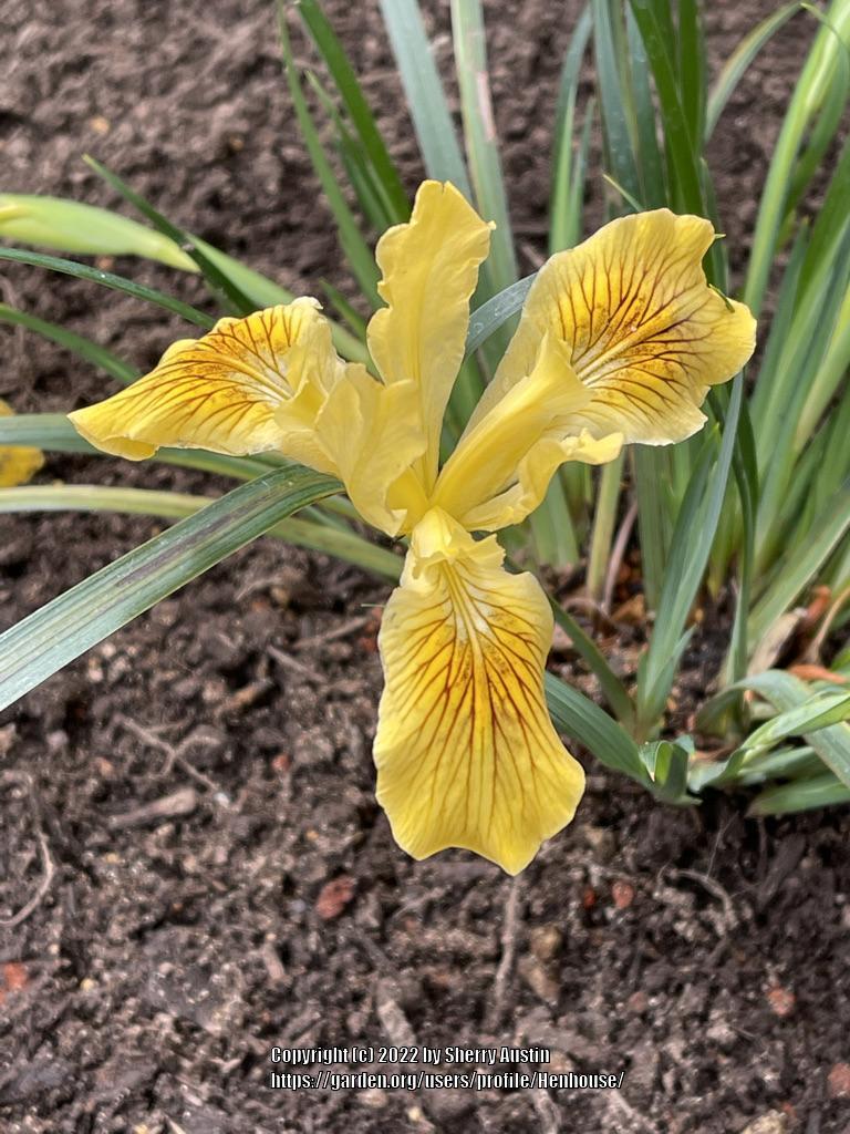 Photo of the bloom of Species Iris (Iris innominata) posted by Henhouse ...