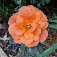 Rose (Rosa 'Vavoom') in the Roses Database - Garden.org