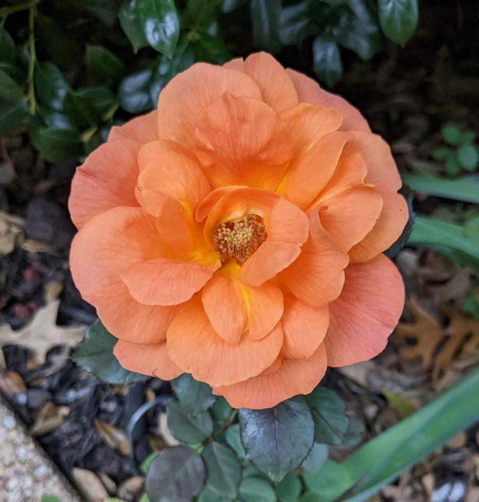 Photo of the bloom of Rose (Rosa 'Vavoom') posted by LindsayG - Garden.org