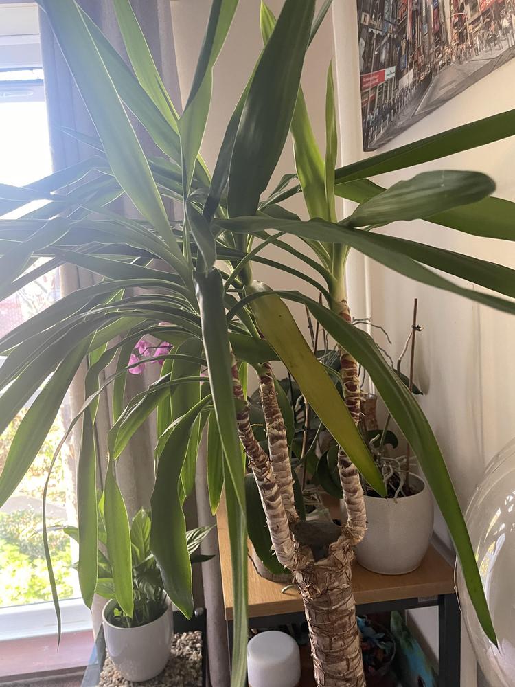 Yucca repotting roots came off in the Ask a Question forum - Garden.org