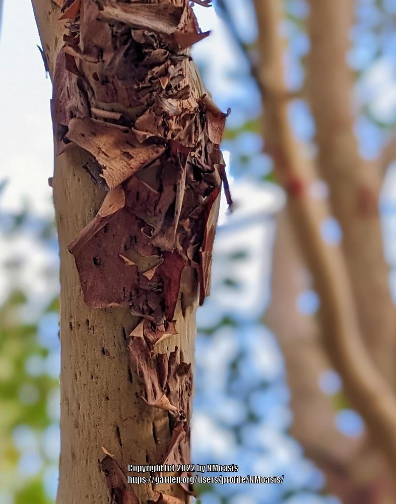 Photo of the stem, scape, stalk or bark of Texas Madrone (Arbutus ...