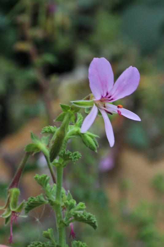 Photo of the bloom of Lemon Geranium (Pelargonium crispum) posted by ...