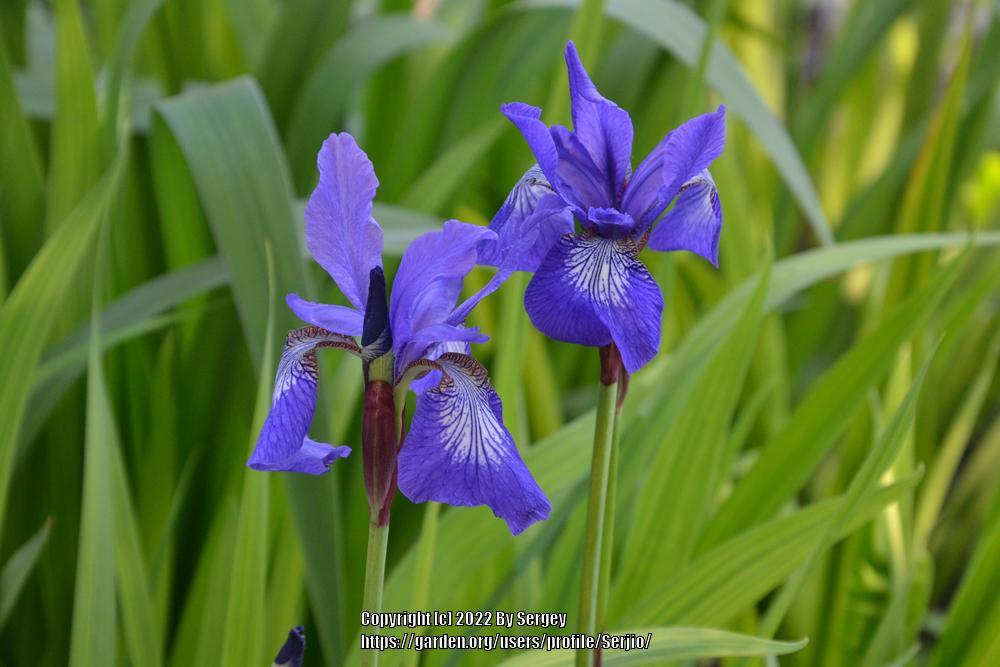 Species X Iris (Iris 'Quantum Theory') in the Irises Database - Garden.org