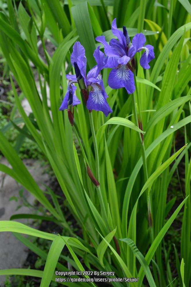 Photo of the bloom of Species X Iris (Iris 'Quantum Theory') posted by ...