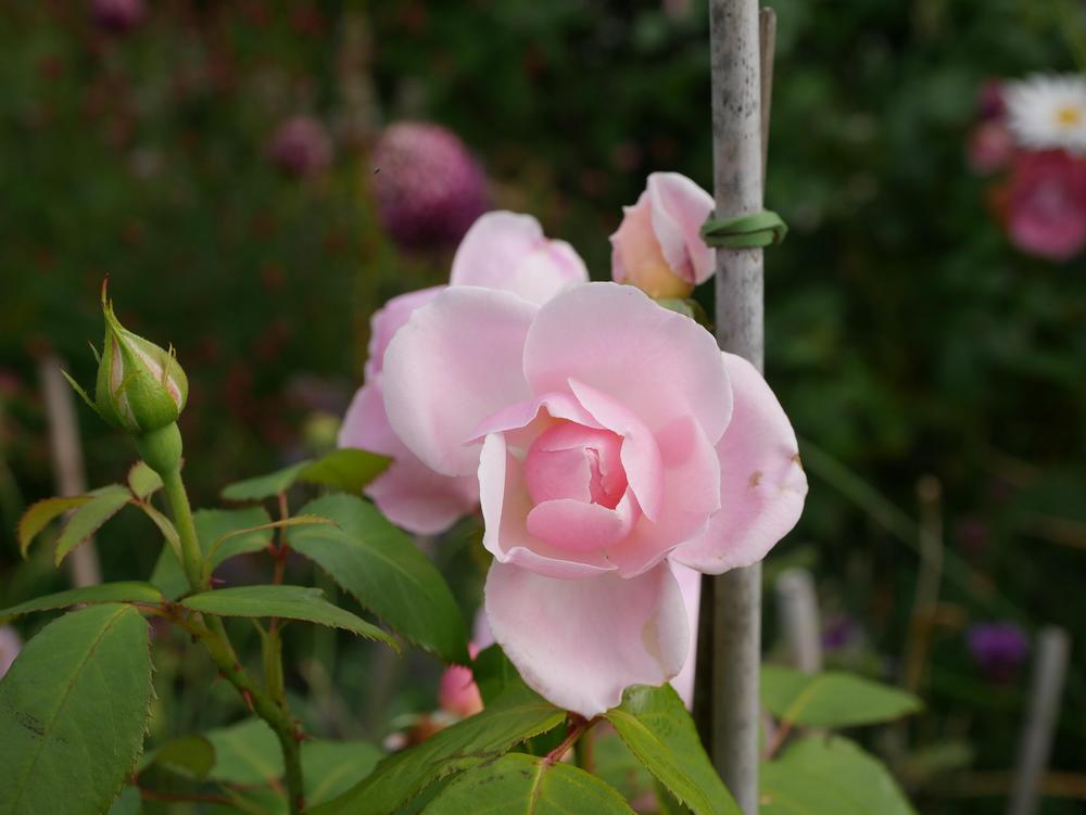 Rose (Rosa 'Chaucer') in the Roses Database - Garden.org