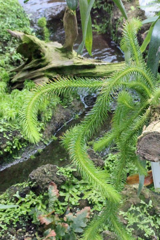 Photo of the leaves of Phlegmariurus phlegmarioides posted by ...