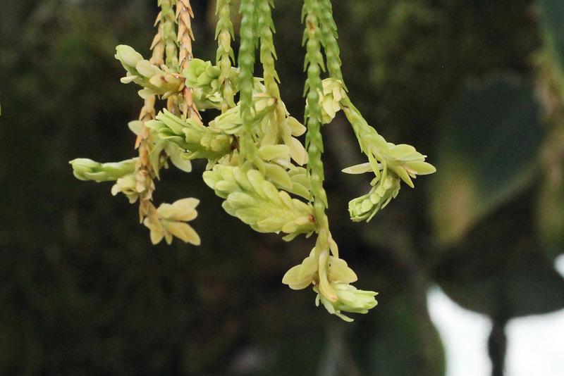 Photo of the bloom of Phlegmariurus phlegmarioides posted by ...