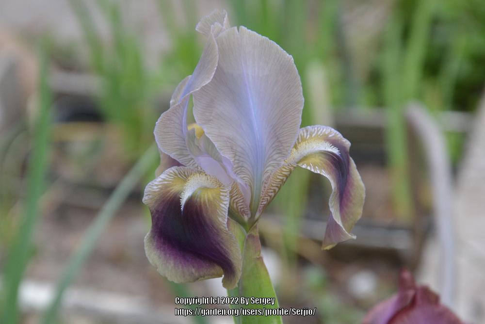 Photo of the bloom of Aril Iris (Iris 'Bronze Beauty') posted by Serjio ...