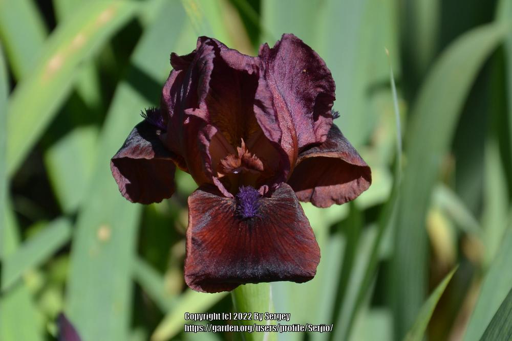 Photo of the bloom of Arilbred Iris (Iris 'Black Cherry Truffle ...