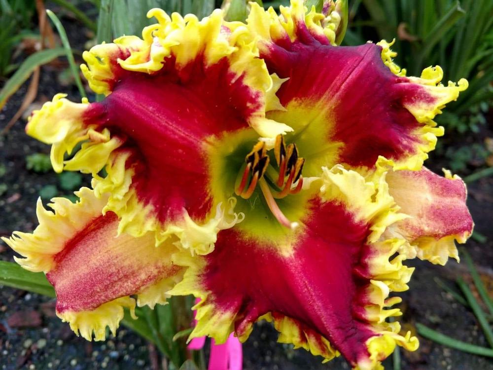 Unofficial Daylily awards for 2022 in the Daylilies forum - Garden.org