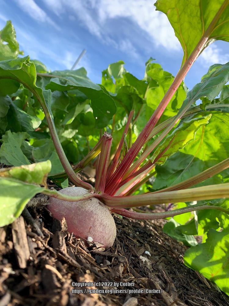 Photo of the bulb of Beet (Beta 'Chioggia Guardsmark') posted by Corber ...