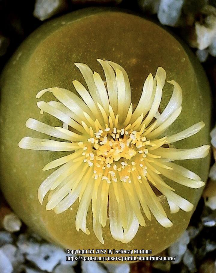 Photo of the bloom of Conophytum maughanii subsp. armeniacum posted by ...