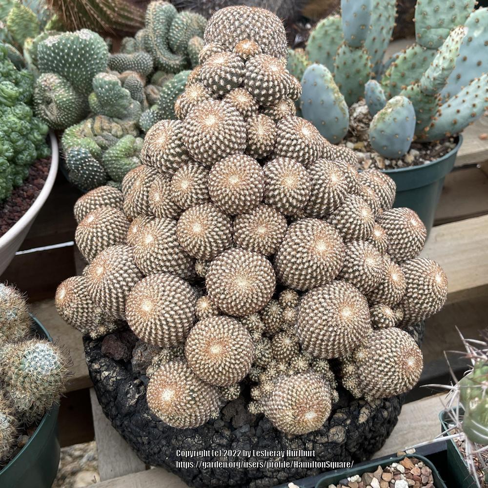 Photo of the entire plant of Arenaceous Crown Cactus (Weingartia ...