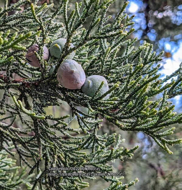 Photo of the cone of Alligator Juniper (Juniperus deppeana) posted by ...