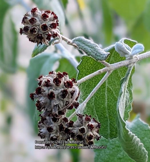 Woolly Butterfly Bush (Buddleja marrubiifolia) in the Butterfly Bushes ...