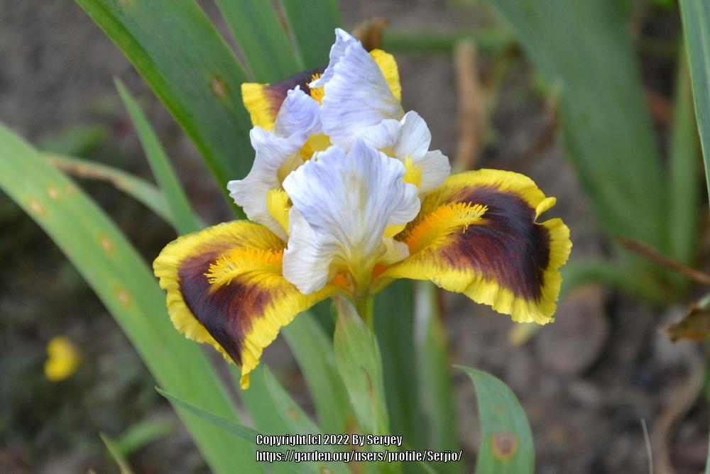 Photo of the bloom of Arilbred Iris (Iris 'Golden Compass') posted by ...