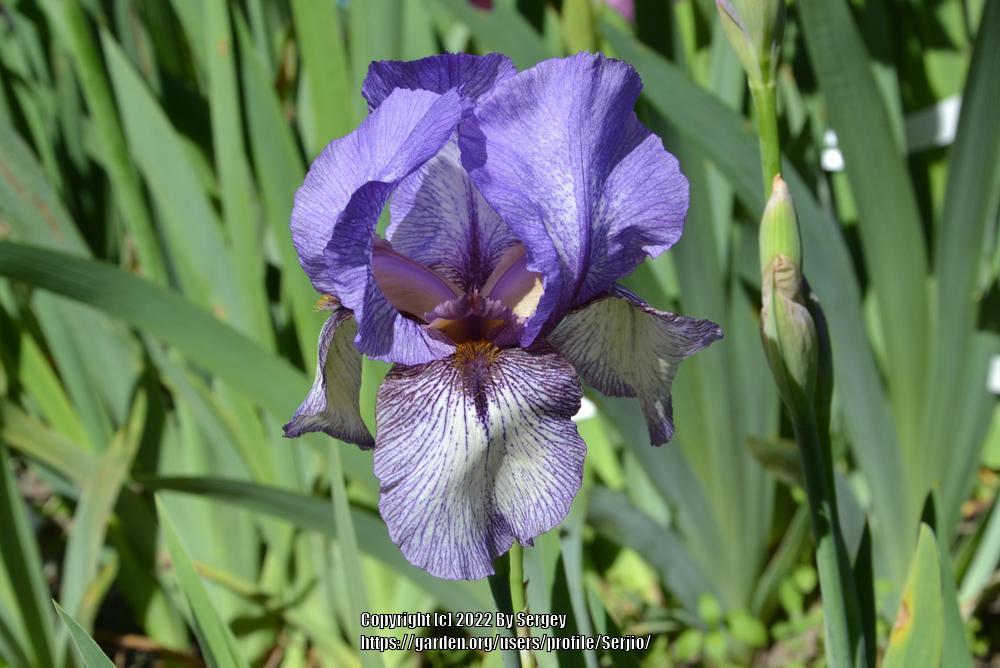 Arilbred Iris (Iris 'Engraved') in the Irises Database - Garden.org