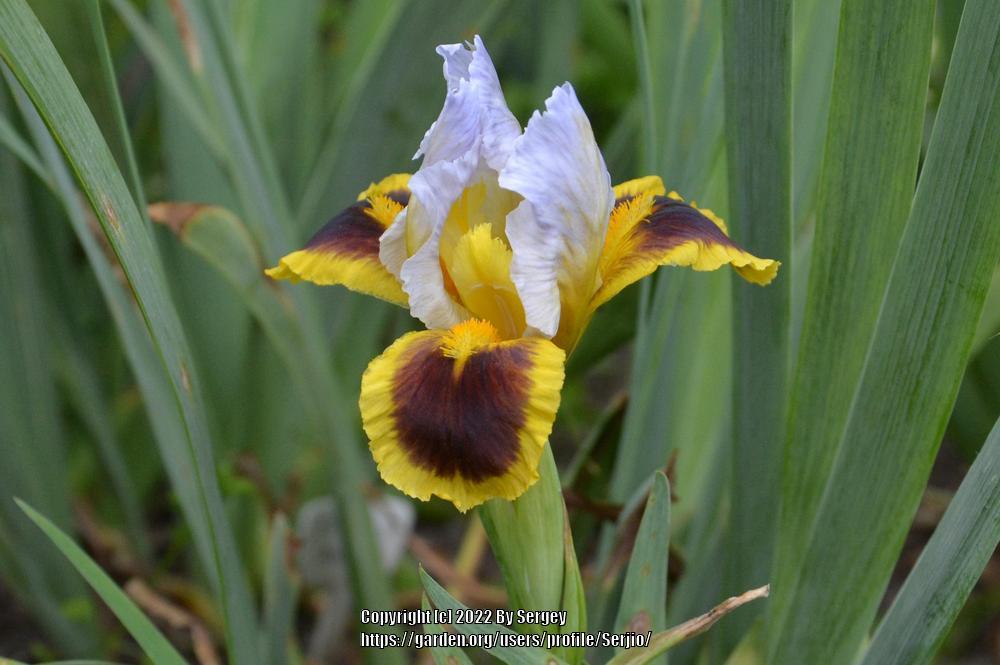 Photo of the bloom of Arilbred Iris (Iris 'Golden Compass') posted by ...