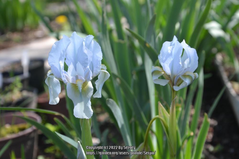 Photo of the bloom of Aril Iris (Iris 'Eisblau') posted by Serjio ...