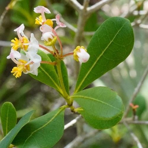 I believe a native plant of FL in the Plant ID forum - Garden.org