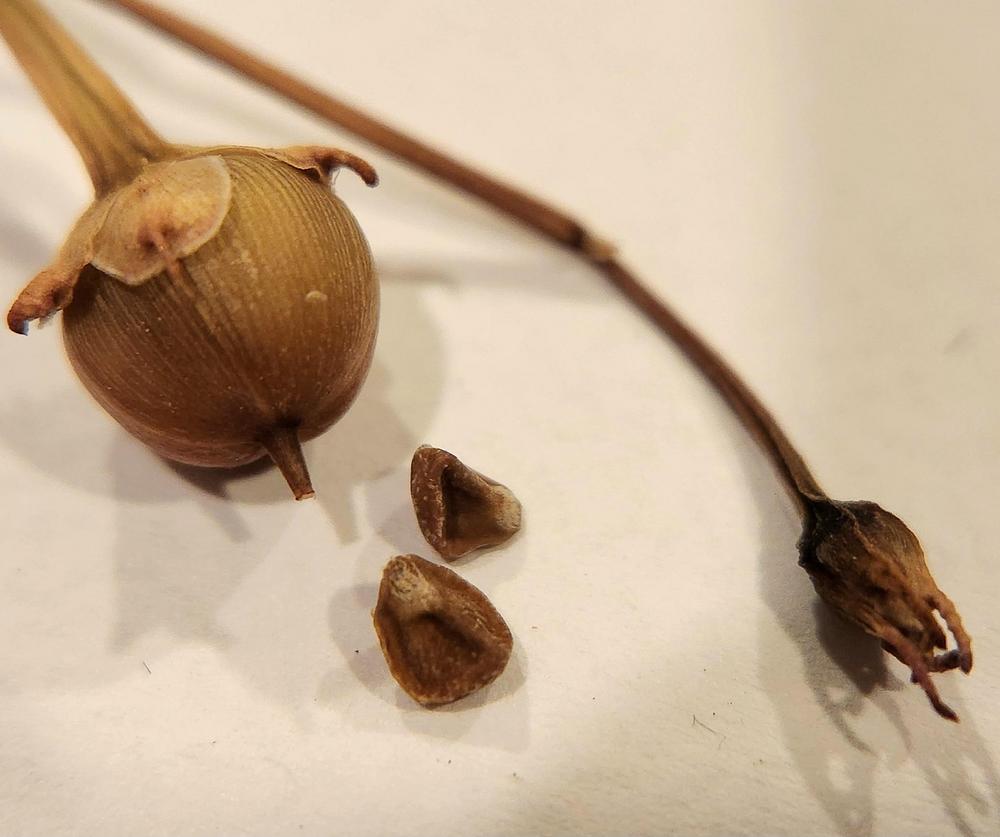 Photo of the seed pods or heads of Scarlet Creeper (Ipomoea hederifolia ...