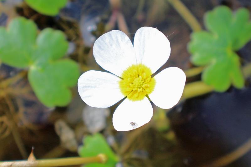 Photo of the bloom of Water Buttercup (Ranunculus aquatilis) posted by ...