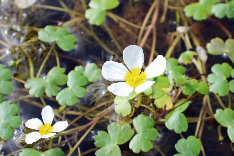 Photo of the bloom of Water Buttercup (Ranunculus aquatilis) posted by ...