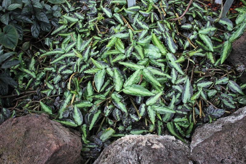 Photo of the entire plant of Rainbow Vine (Procris repens) posted by ...