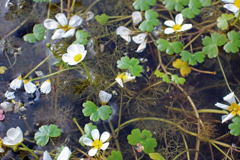 Photo of the entire plant of Water Buttercup (Ranunculus aquatilis ...