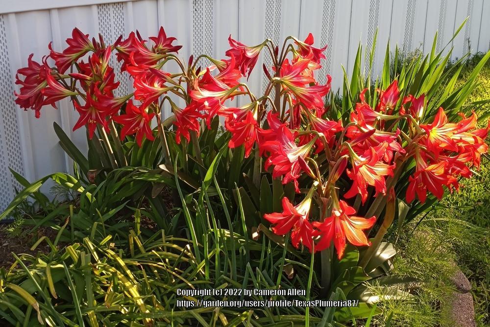 Photo of the entire plant of St. Joseph's Lily (Hippeastrum x johnsonii ...