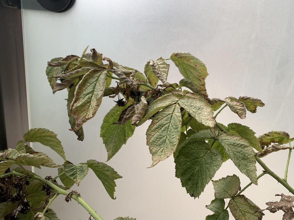 Pruning Raspberry (rubus idaeus) in the Ask a Question forum - Garden.org