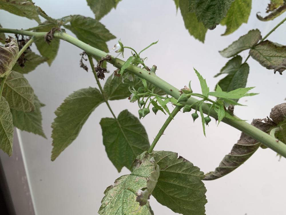 Pruning Raspberry (rubus idaeus) in the Ask a Question forum - Garden.org