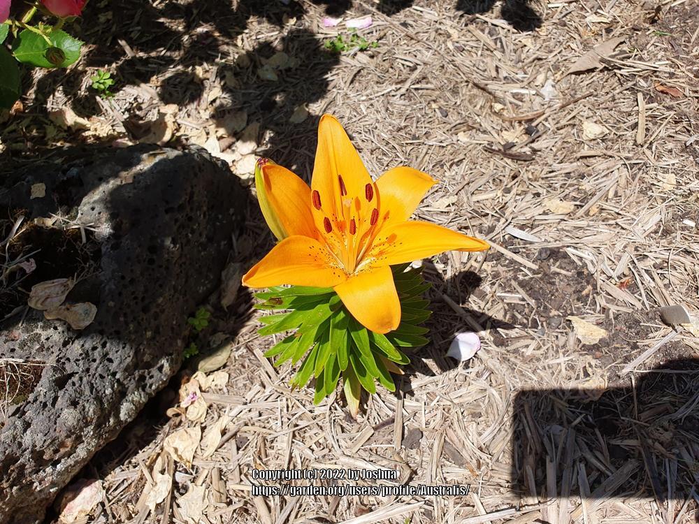 Photo of the entire plant of Lily (Lilium 'Sunset Matrix') posted by ...