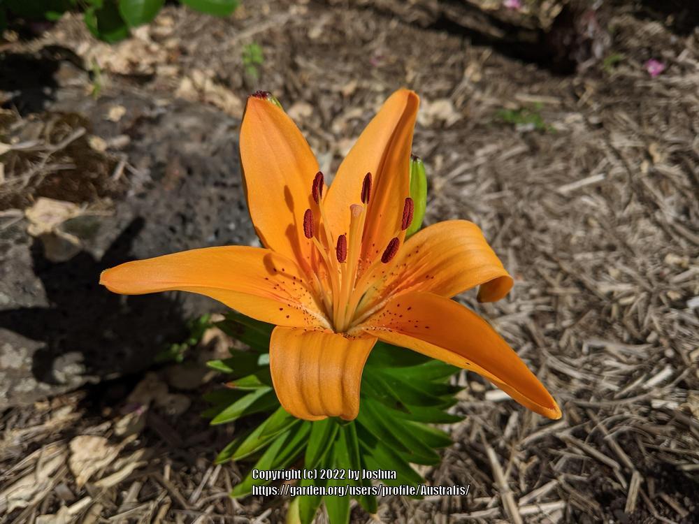 Lily (Lilium 'Sunset Matrix') in the Lilies Database - Garden.org