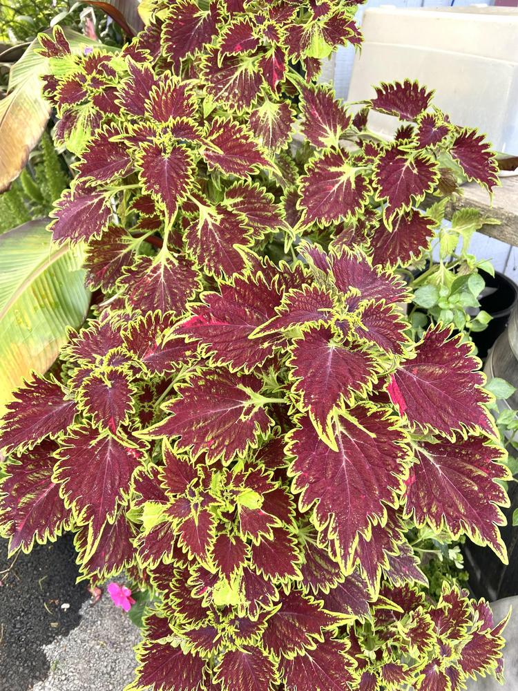 Photo of the leaves of Coleus (Coleus scutellarioides 'Big Chief ...