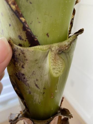 HELP!! Indoor Banana Plant wrinkling and drooping in the Ask a Question ...