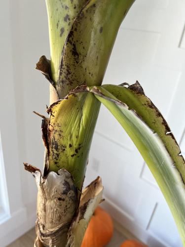 HELP!! Indoor Banana Plant wrinkling and drooping in the Ask a Question ...