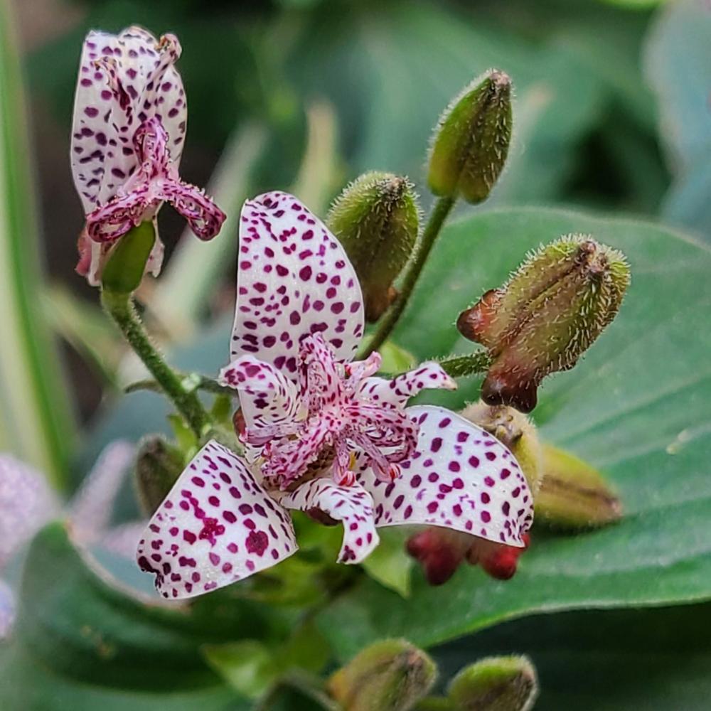 Toad Lily (Tricyrtis 'Purple Beauty') in the Toad Lilies Database ...