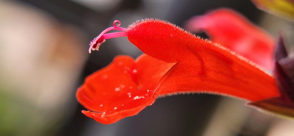 Photo of the stamens, filaments and pistils of Scarlet Sage (Salvia ...