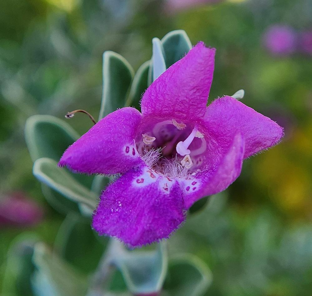 Photo of the bloom of Texas Sage (Leucophyllum frutescens) posted by ...