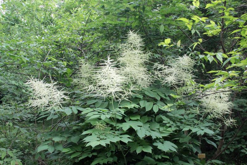 Goat's Beard (Aruncus dioicus) - Garden.org