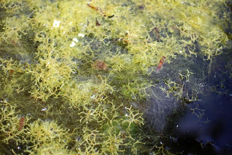 Photo of the entire plant of Crystalwort (Riccia fluitans) posted by ...