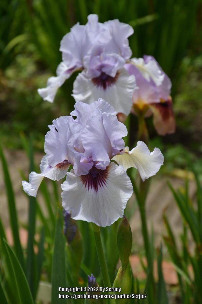 Photo of the bloom of Arilbred Iris (Iris 'Perry Dyer') posted by ...