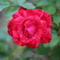 Rose (Rosa 'Red Intuition') in the Roses Database - Garden.org