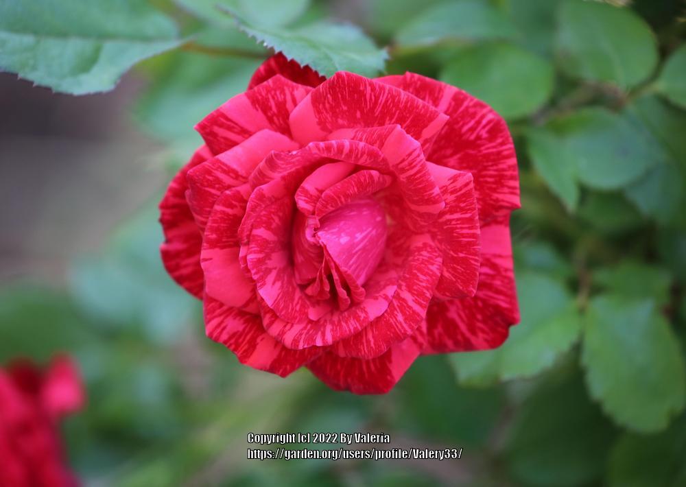 Photo of the bloom of Rose (Rosa 'Red Intuition') posted by Valery33 ...