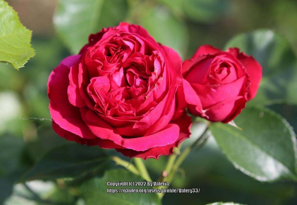 Photo of the bloom of Rose (Rosa 'Red Eden') posted by Valery33 ...
