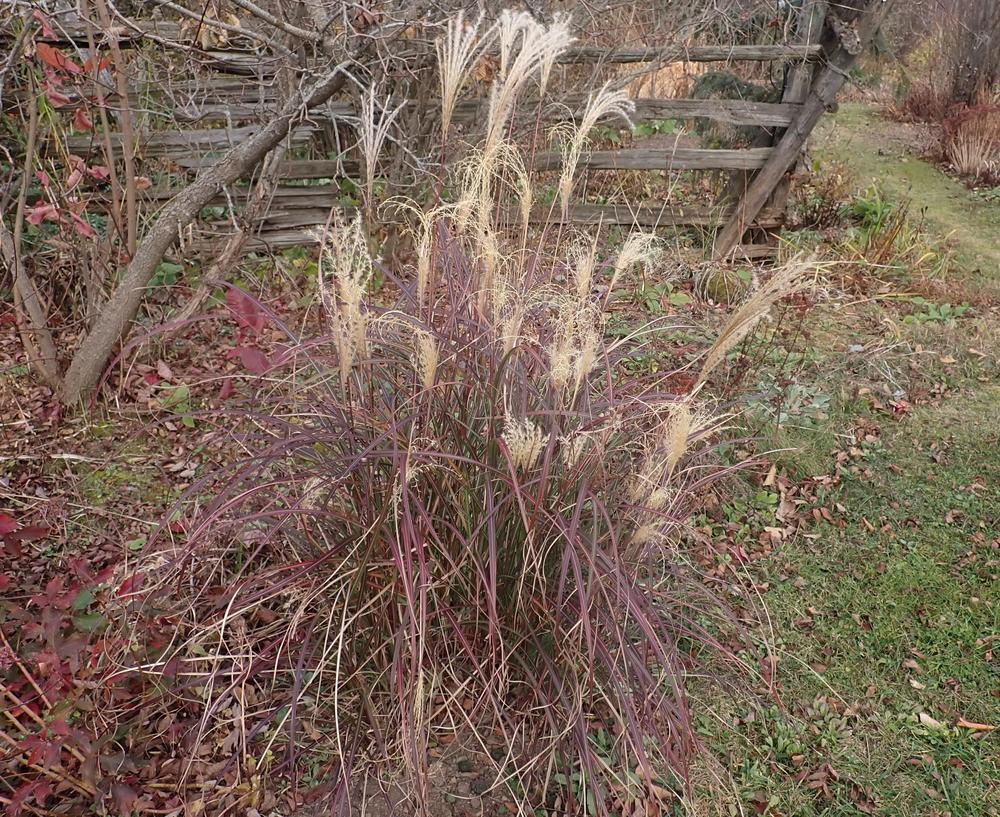 Dwarf Maiden Grass (Miscanthus sinensis 'Adagio') - Garden.org