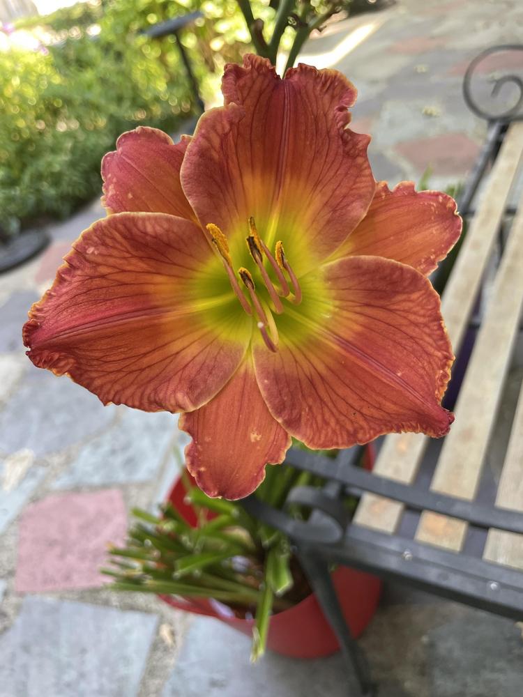 Photo of the bloom of Daylily (Hemerocallis 'Sunset Mesa') posted by ...