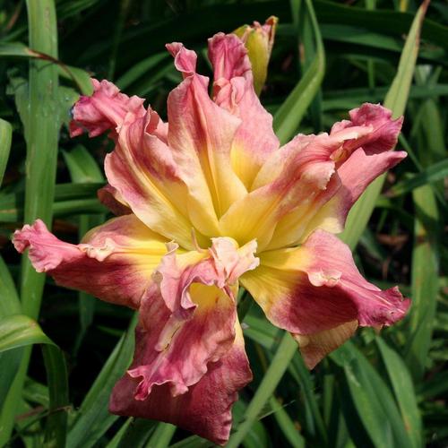 Daylily (Hemerocallis 'Tickle My Fancy') in the Daylilies Database - Garden.org