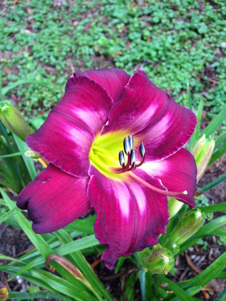 Photo of the bloom of Daylily (Hemerocallis 'In Taffeta Patterns ...